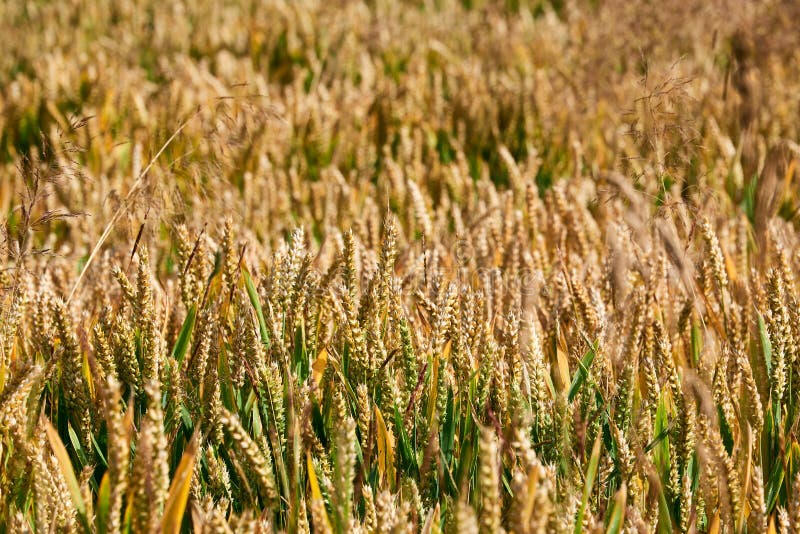 Wheat Corn Field before Harvest Stock Photo - Image of corn, fluff ...
