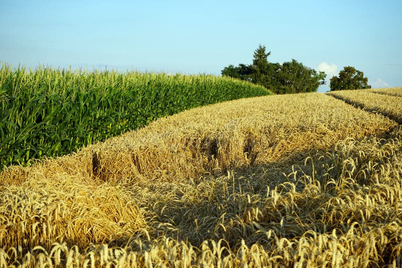Wheat and corn stock photo. Image of gold, landscaped - 77173400
