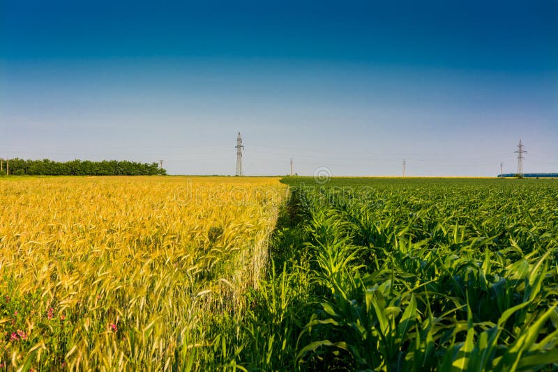 A Worker Spread Maize Crop for Drying Editorial Stock Image - Image of ...