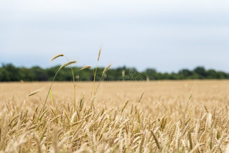 Wheat Corn Harvest in Ukraine Stock Image - Image of grow, yellow: 55870341