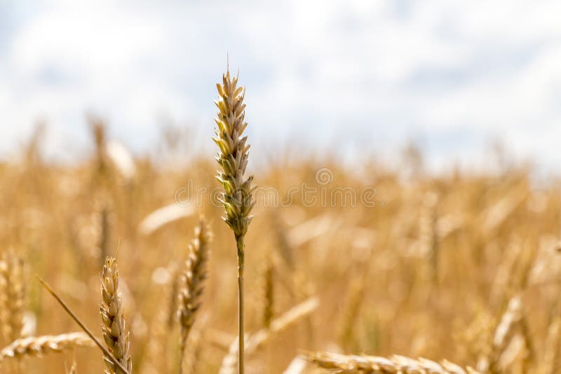 Wheat Corn Harvest in Ukraine Stock Photo - Image of corn, crops: 56463430