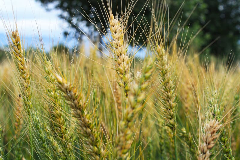 The Wheat Corn or Triticum Aestivum Cultivated Crop Stock Image - Image ...