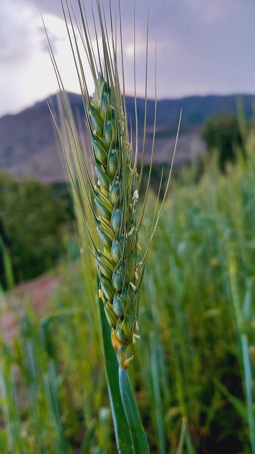 The Wheat Corn or Triticum Aestivum Cultivated Crop Stock Photo - Image ...