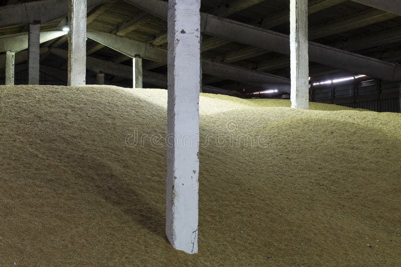 Wheat Corns Stored in Warehouse Stock Photo - Image of collected ...