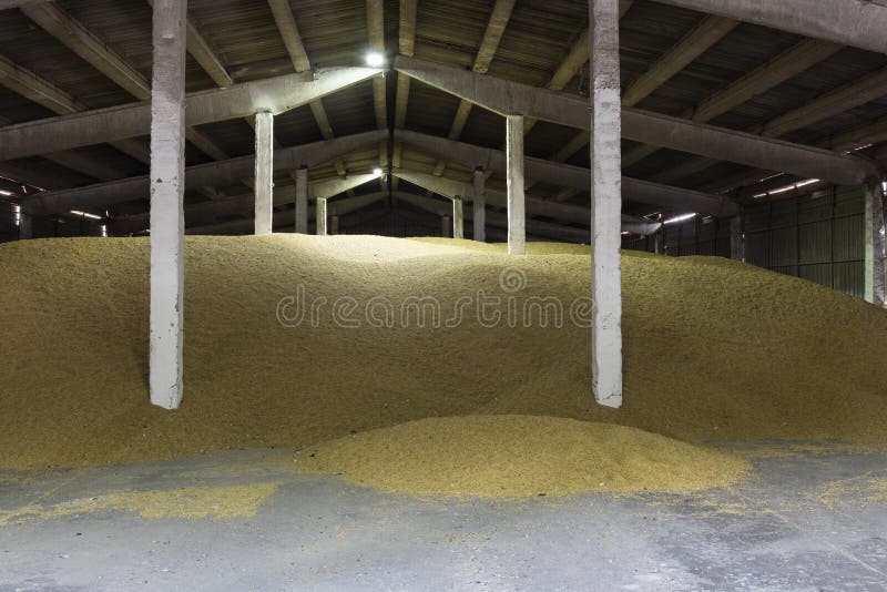 Wheat Corns Stored in Warehouse Stock Image - Image of harvesting ...