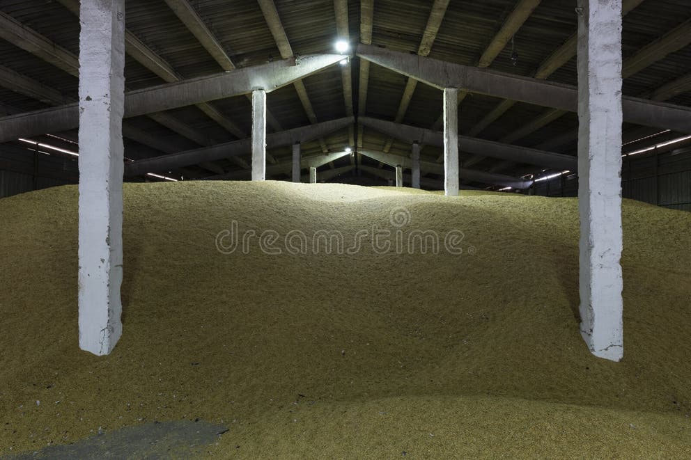 Wheat Corns Stored in Warehouse Stock Photo - Image of monoculture ...