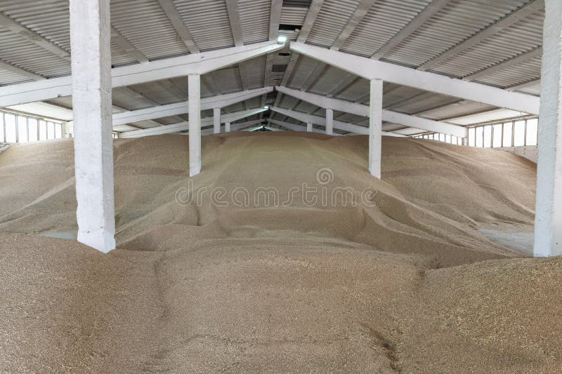 Wheat Corns Stored in Warehouse Stock Photo - Image of corns, interior ...