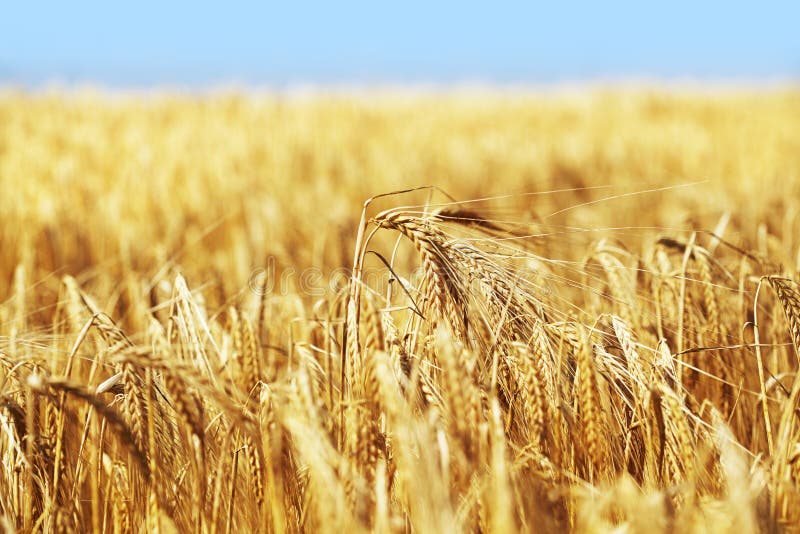 Wheat crop stock image. Image of food, peasant, crop, life - 399921