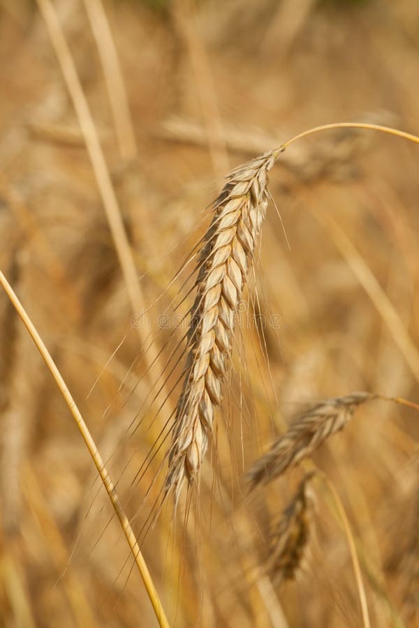 Wheat crop stock photo. Image of corn, agricultural, landscape - 11400982
