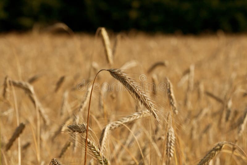 Wheat crop stock image. Image of grow, grain, background - 11400991