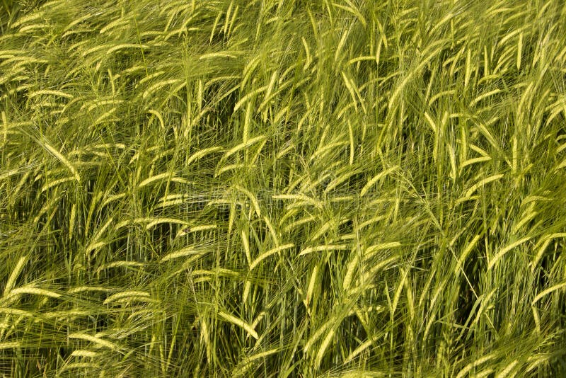 Wheat crop stock image. Image of food, peasant, crop, life - 399921