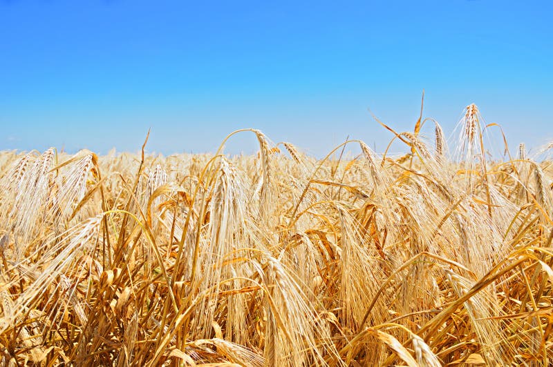 Wheat crop stock image. Image of summer, scenic, orange - 14912179