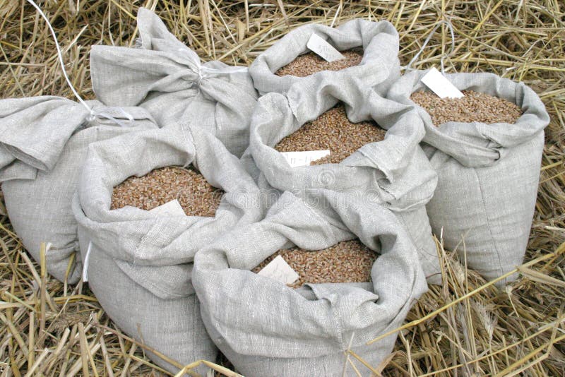 Wheat Crop in the Agricultural Field Stock Photo - Image of industry ...