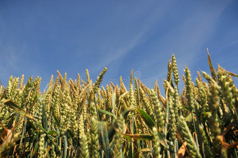 Wheat Crop Picture. Image: 5937497