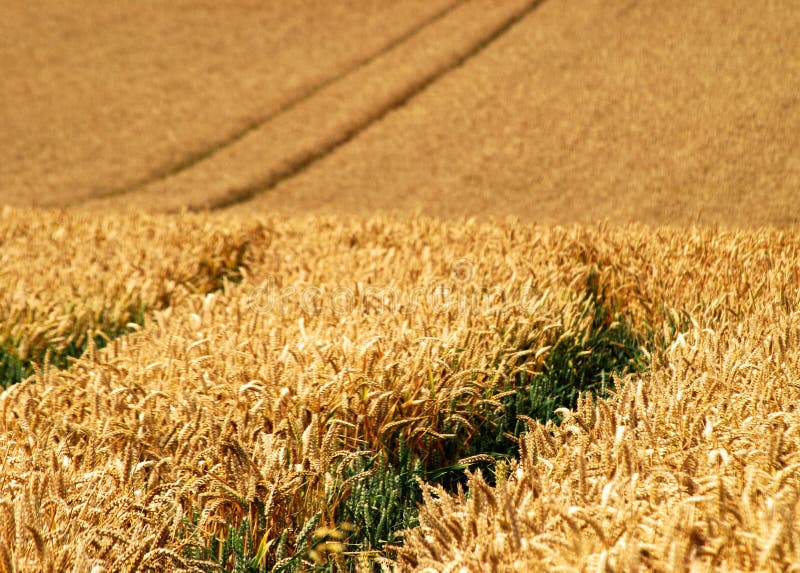 Wheat crop stock photo. Image of food, countryside, agriculture - 6117298