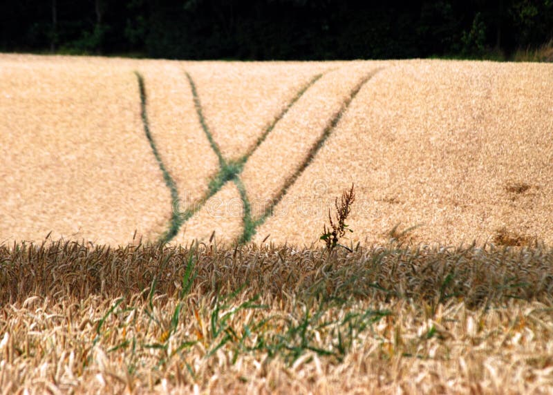 Wheat crop stock photo. Image of food, field, health, farming - 6141416