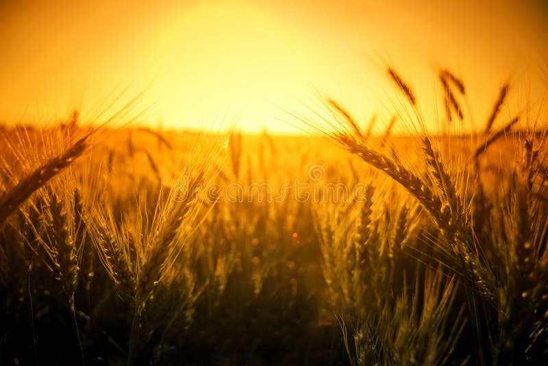Wheat Crop in the Agricultural Field Stock Photo - Image of industry ...