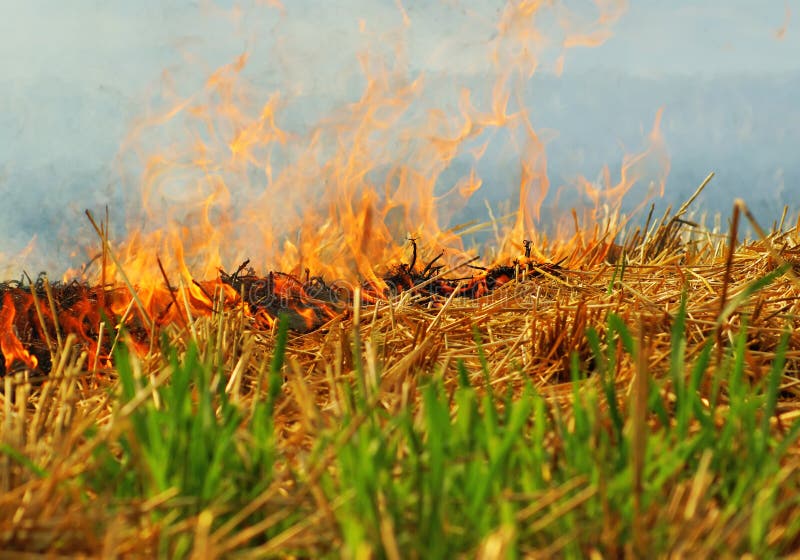 Wheat crop burning stock photo. Image of burnt, farm, damaged - 8037726