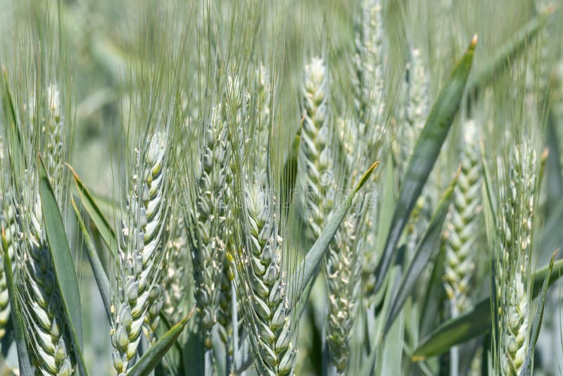 Wheat crop stock image. Image of farm, nature, cultivated - 185404359