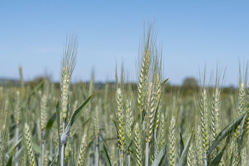 Wheat crop stock photo. Image of industry, closeup, nature - 186430910