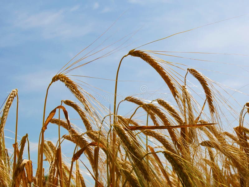 Wheat crop closeup stock image. Image of farming, backdrop - 107461581