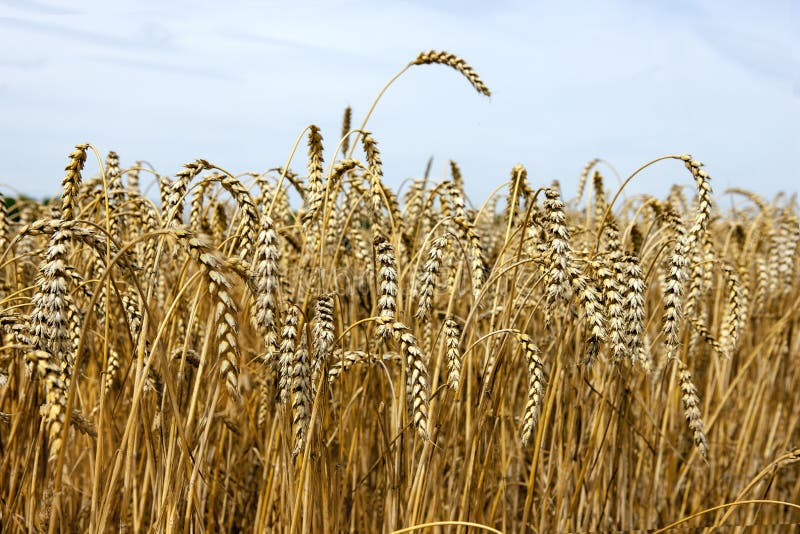 Wheat crop with cloudy sky stock image. Image of cereal - 57374499