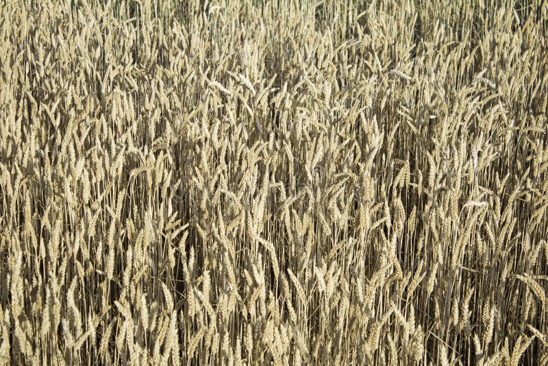 Wheat crop stock photo. Image of grow, natural, field - 43417188