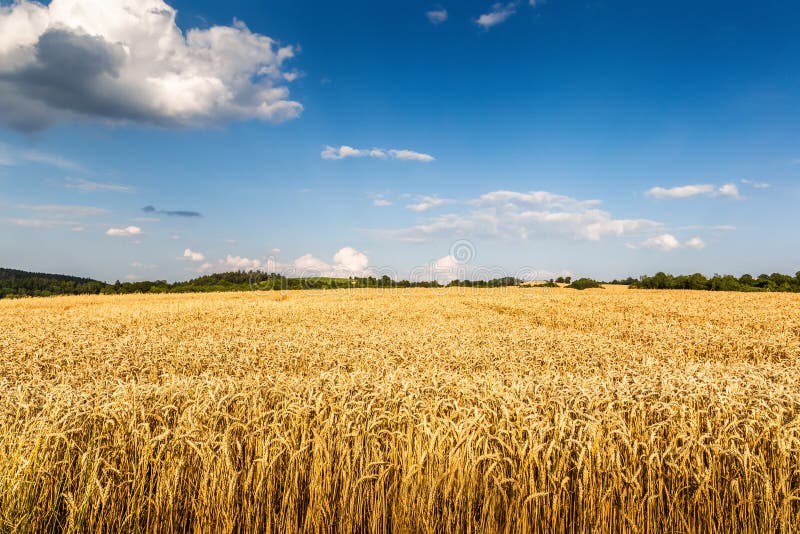 Wheat Crop Field Sunset Landscape Stock Photo - Image of corn, grow ...