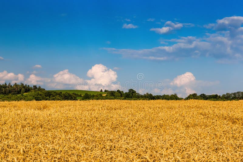 Wheat Crop Field Sunset Landscape Stock Photo - Image of corn, grow ...