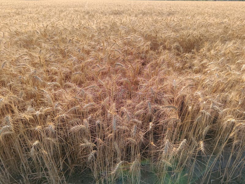Wheat Crop Field Sunset Landscape Stock Image - Image of harvest ...