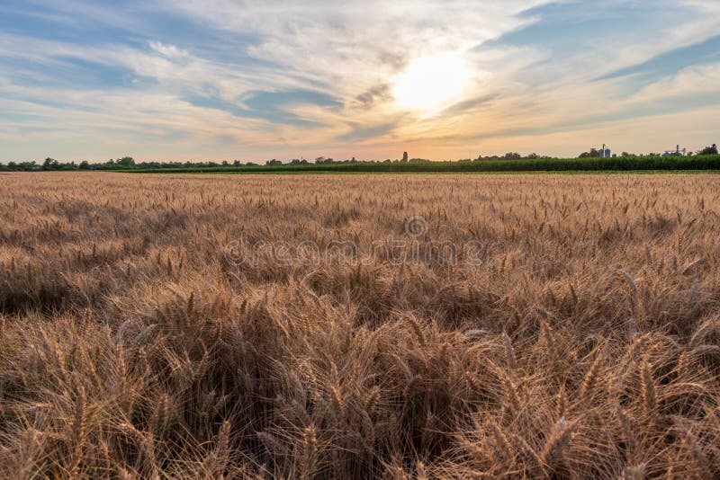 Wheat Crop Field Sunset Landscape. Barley Field in Summer Stock Image ...