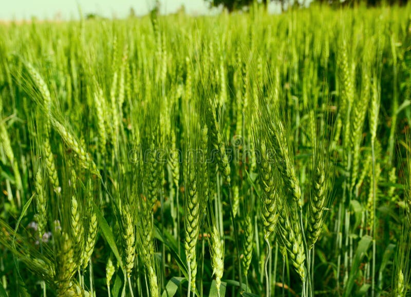 Wheat crop stock image. Image of diet, crop, green, farming - 39838475