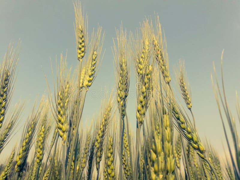 Wheat Crop Greenery Nature Farm Stock Photo - Image of crop, wheat ...