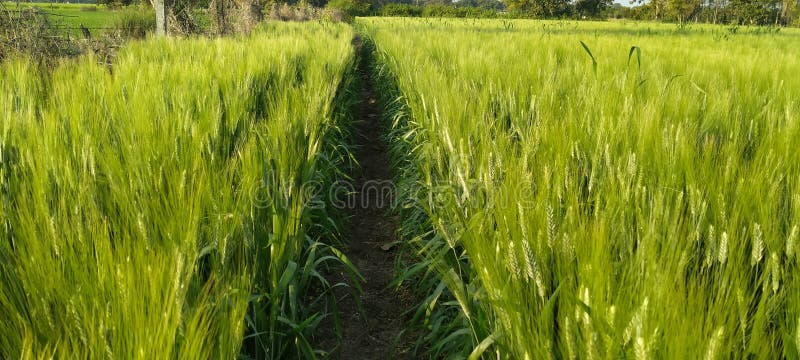 Wheat Crop in Indian Agriculture Stock Photo - Image of wheat, crop ...