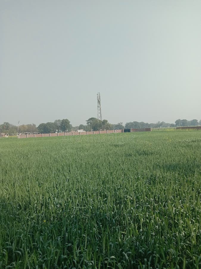 Wheat crop in indian field stock image. Image of pasture - 211215257