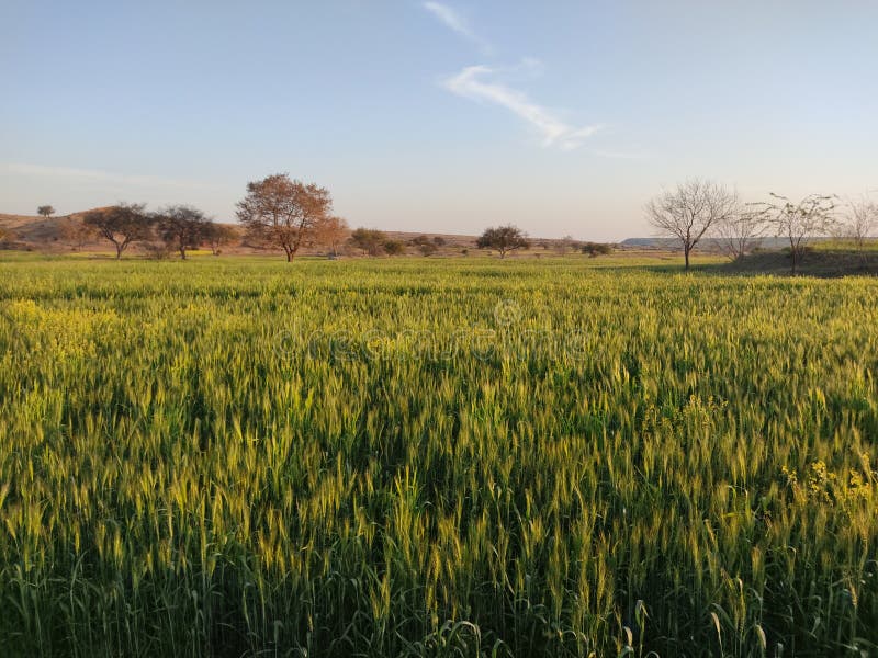 Wheat crop landscape stock image. Image of horizon, tree - 243715429