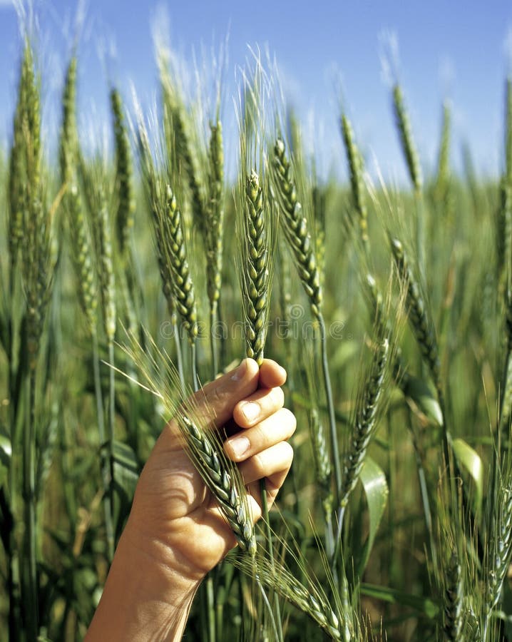 Wheat crop stock image. Image of south, harvest, australia - 46821133