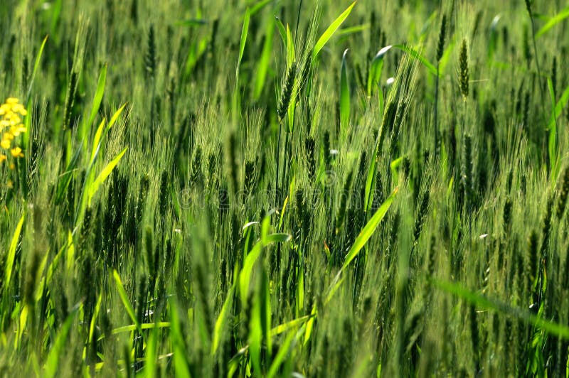 Crop of Mustard Seed in India Stock Image - Image of bloom, abloom ...