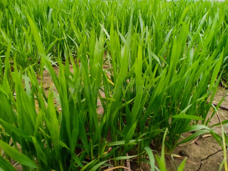 Wheat Crop Planted in Fields. Stock Photo - Image of crop, fields ...