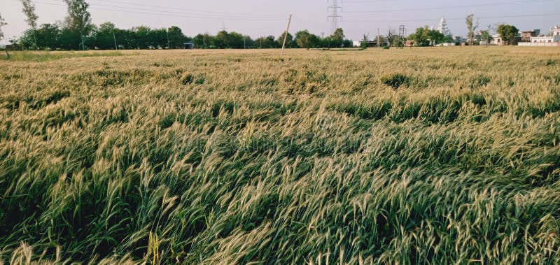 Wheat crop in Punjab,India stock photo. Image of crop - 214458138