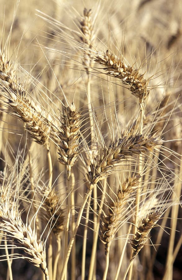 Wheat crop stock photo. Image of harvest, rural, crop - 81678534