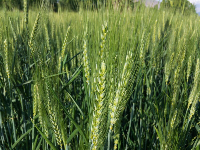 Wheat Crop Ready To Ripe in the Fields Close-up Stock Photo - Image of ...
