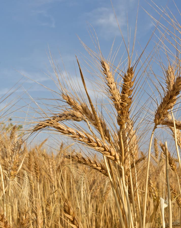Wheat crop stock image. Image of wheat, ingredient, crop - 24281791