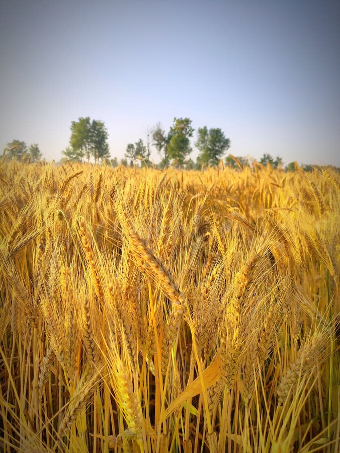 233 Wheat Crops Beautiful Fresh Morning Stock Photos - Free & Royalty ...