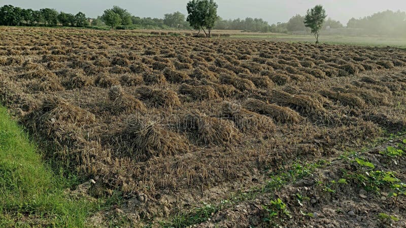 Wheatscutting Stock Photos - Free & Royalty-Free Stock Photos from ...