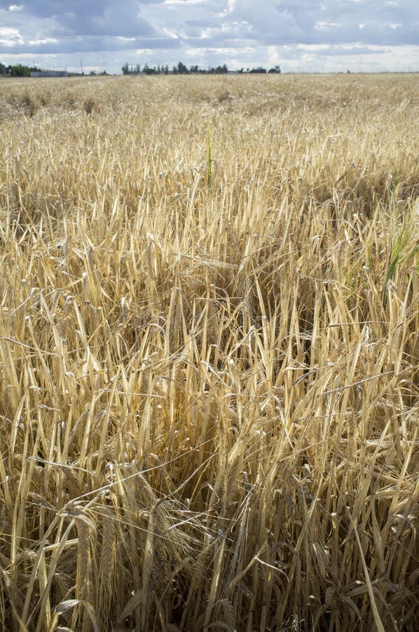 Wheat Crops Field with Cloudy Windy Sky Stock Photo - Image of field ...