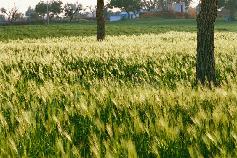 Indian Agriculture Wheat Crops Field India Stock Image - Image of ...