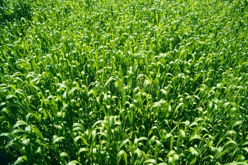 Indian Wheat Crops in Field Uttaranchal India Stock Photo - Image of ...