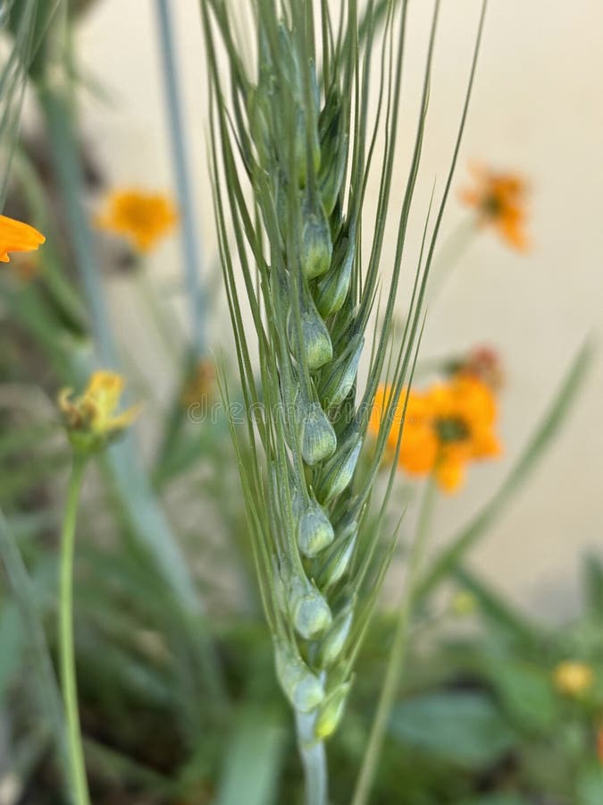 Wheat Crops Plant, Needle Plant Stock Image - Image of wildflower ...