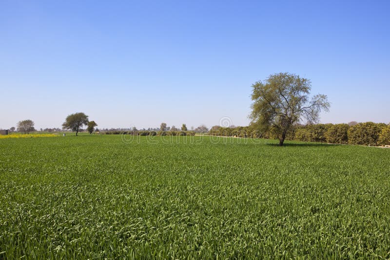Wheat crops in rajasthan stock photo. Image of crops - 92060414